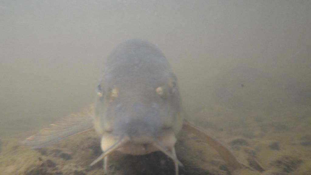 Pêche électrique sur l'Our et la Sûre entre 2013 et 2017 - Poissons ...